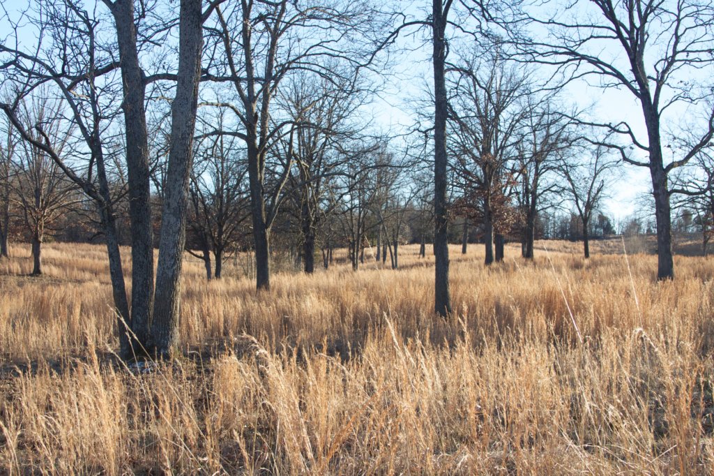 I Never Thought of Tennessee as a Prairie State–I Was Wrong. - Urban ...